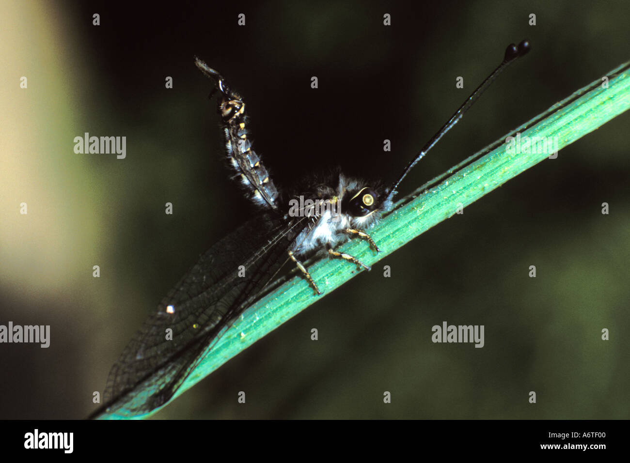 mantis at night Stock Photo - Alamy