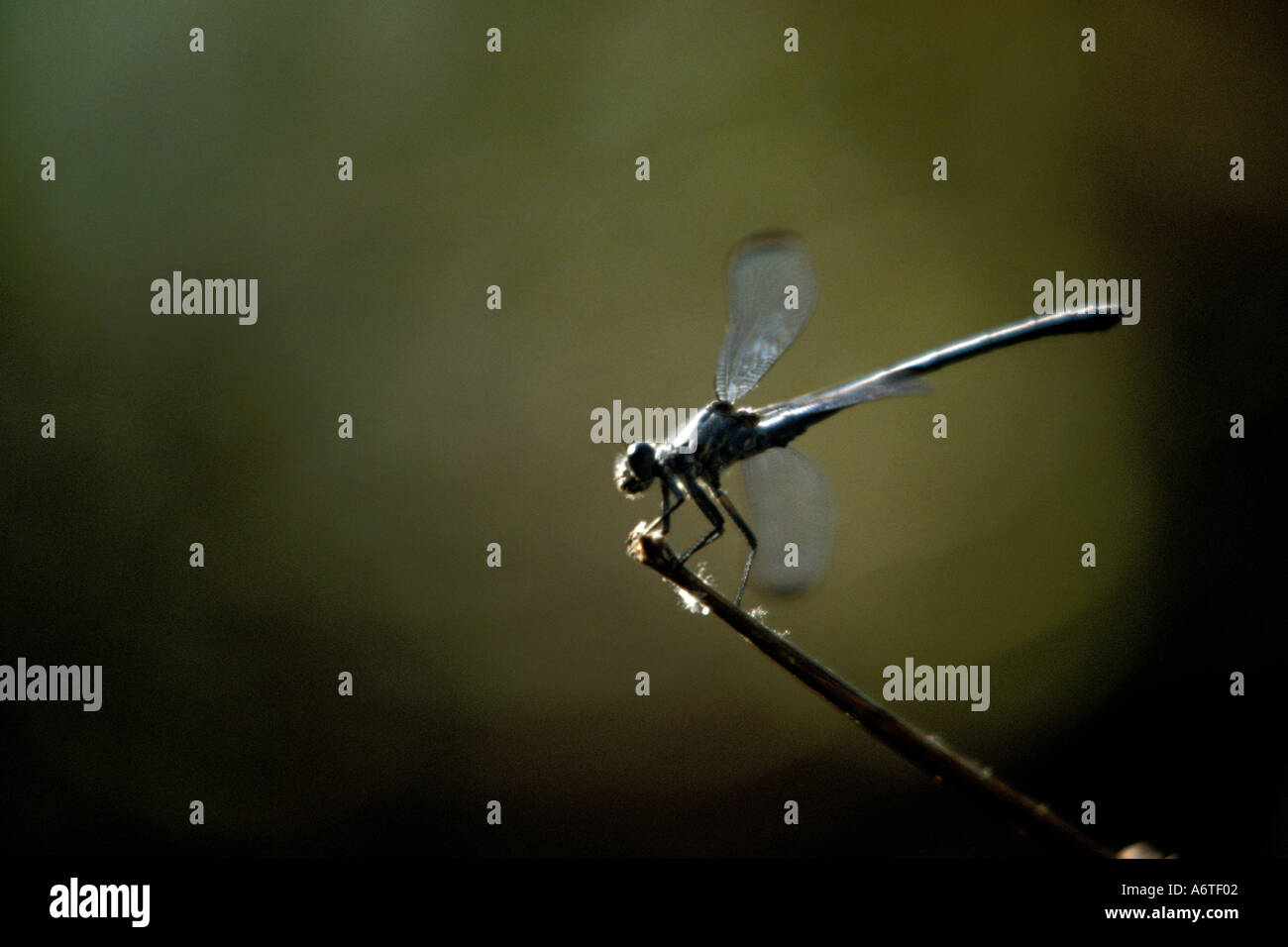 Mantis body hi-res stock photography and images - Alamy