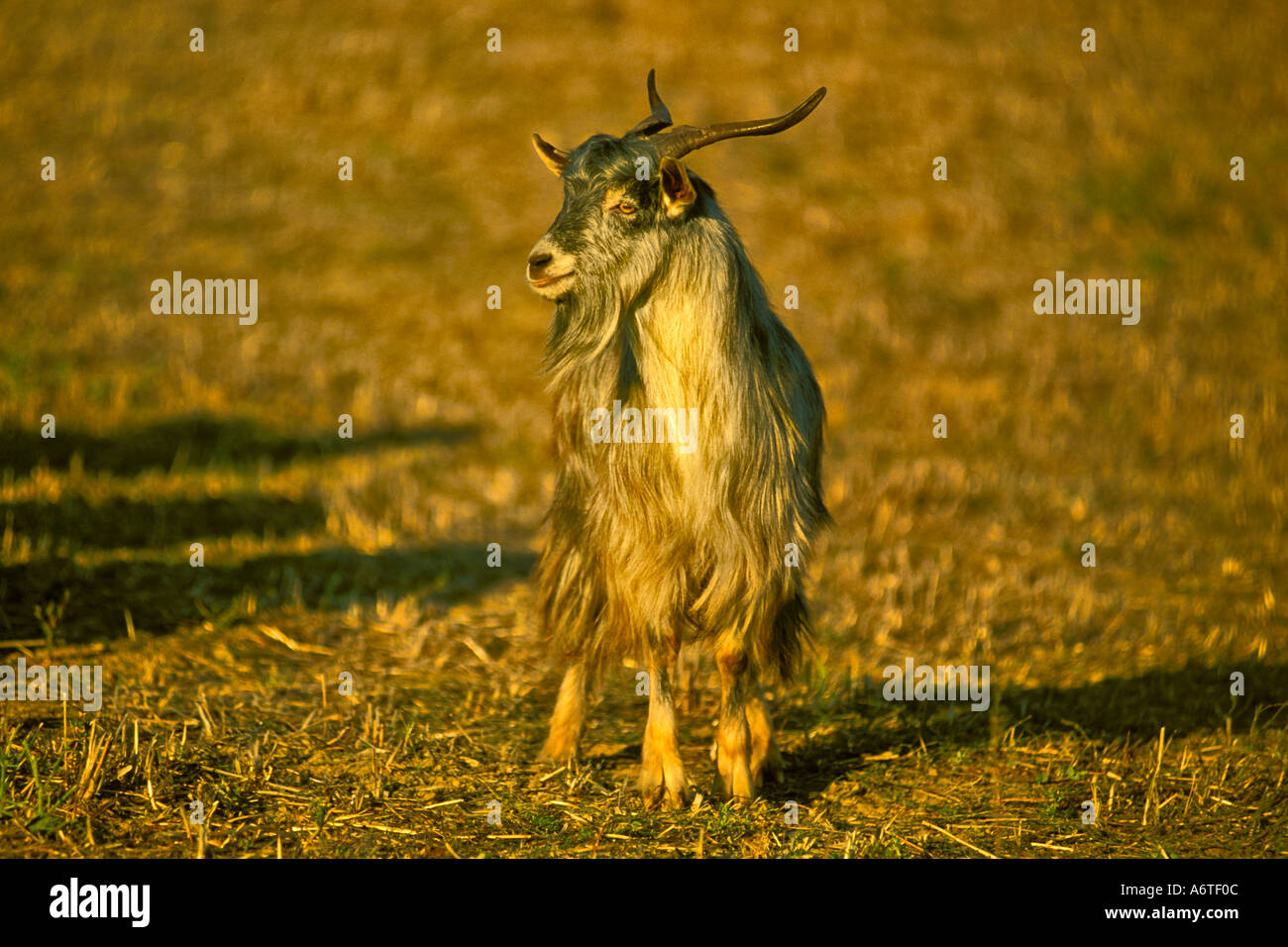 Ankara goat hi-res stock photography and images - Alamy