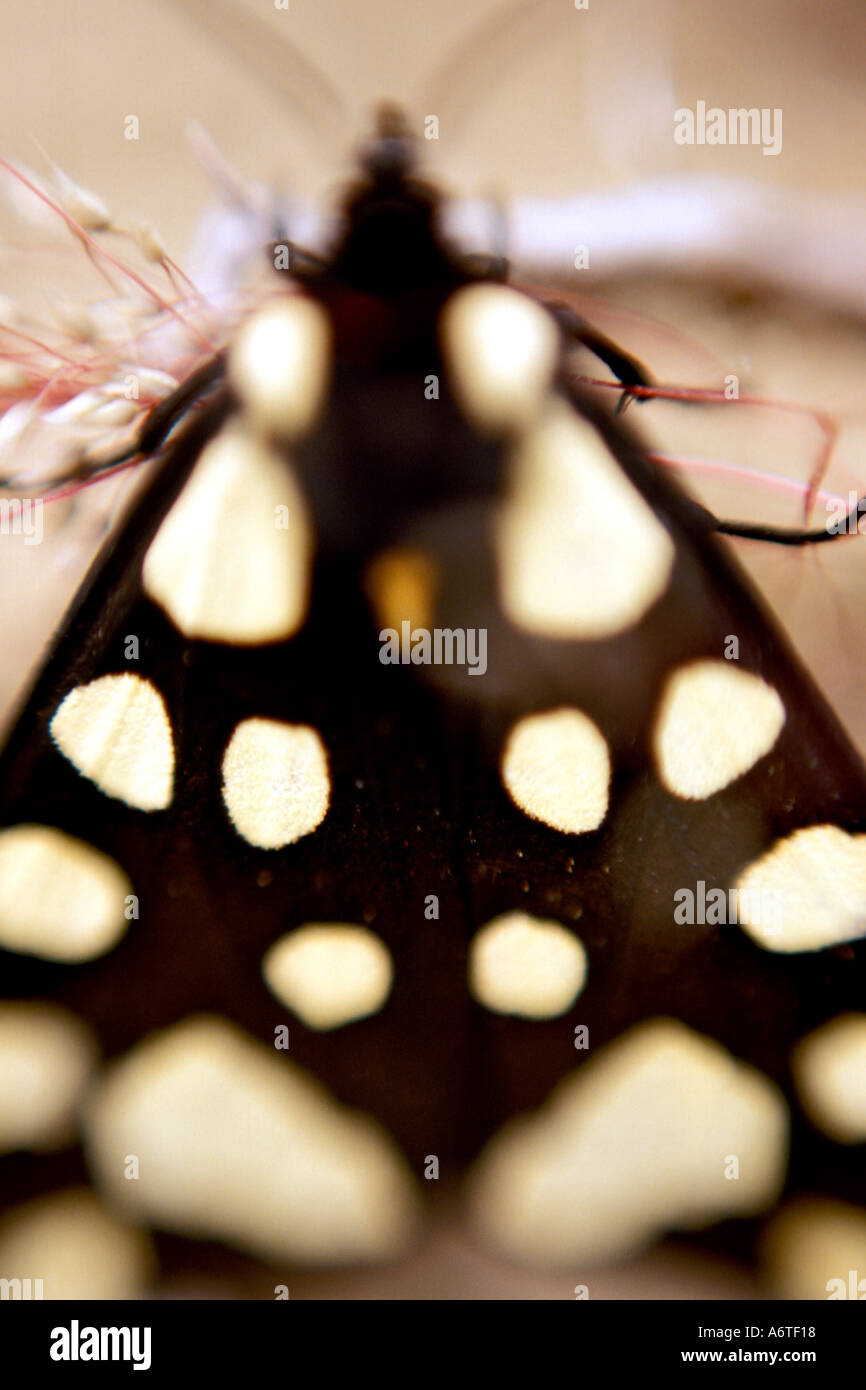 Silent butterfly hi-res stock photography and images - Alamy