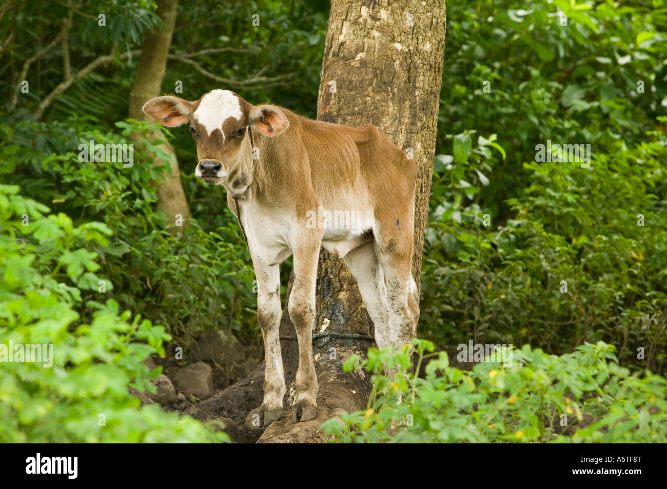 A Calf tied to a tree in Fiji Stock Photo - Alamy