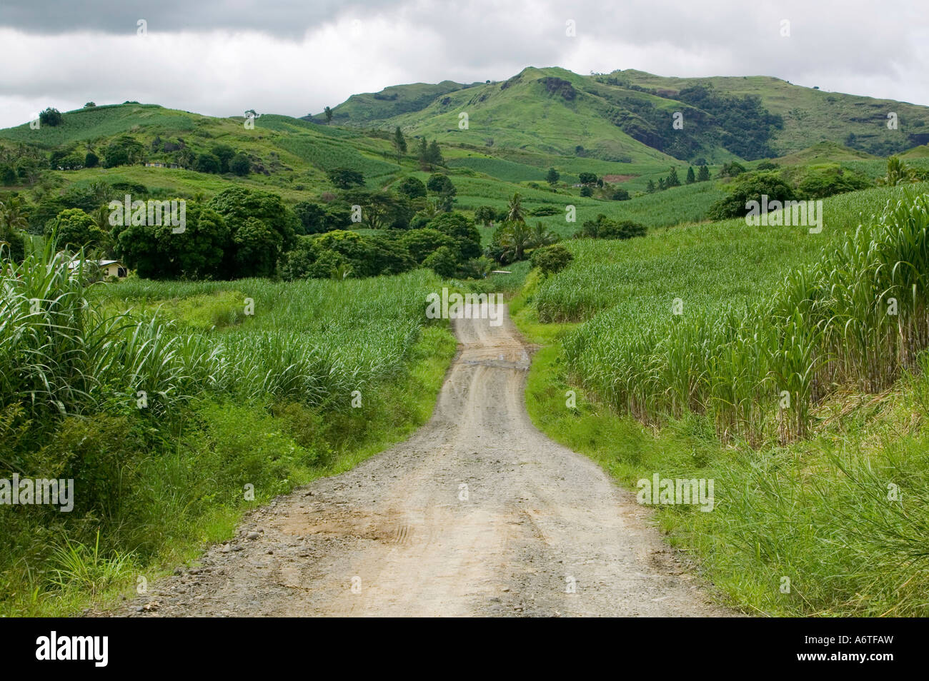 A dirt track road into the fiji highlands Stock Photo - Alamy