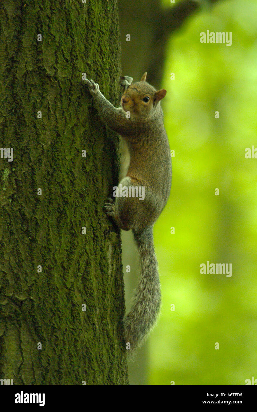 Grey squirrel deciduous woodland hi-res stock photography and images ...