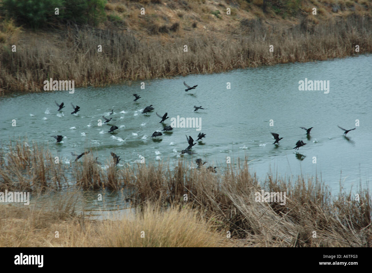 flock of small native black ducks take off from a dam Central ...