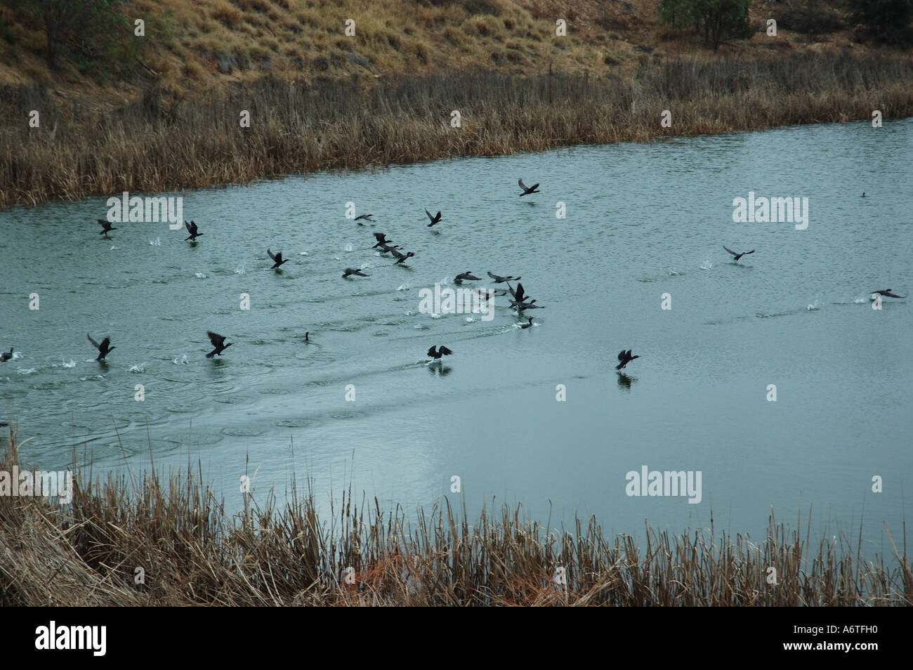 Frightened Ducks High Resolution Stock Photography and Images - Alamy