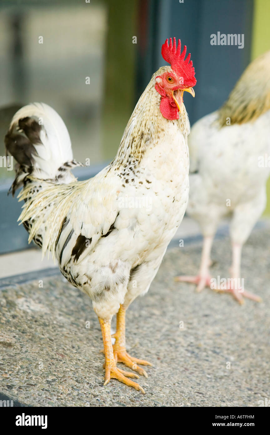 A cock crowing Stock Photo - Alamy