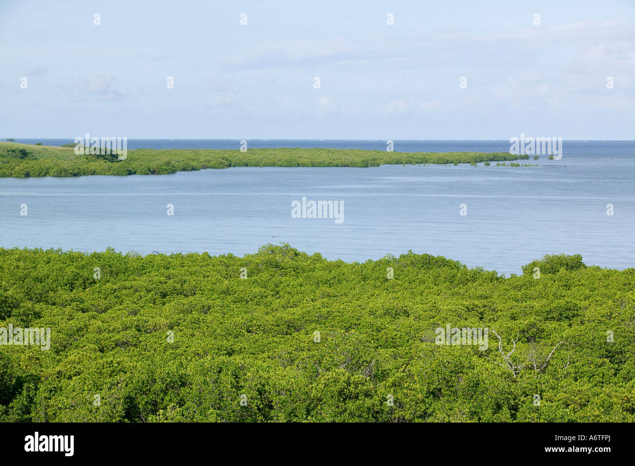 Mangrove swamp on Fiji's coast near Suva Stock Photo - Alamy