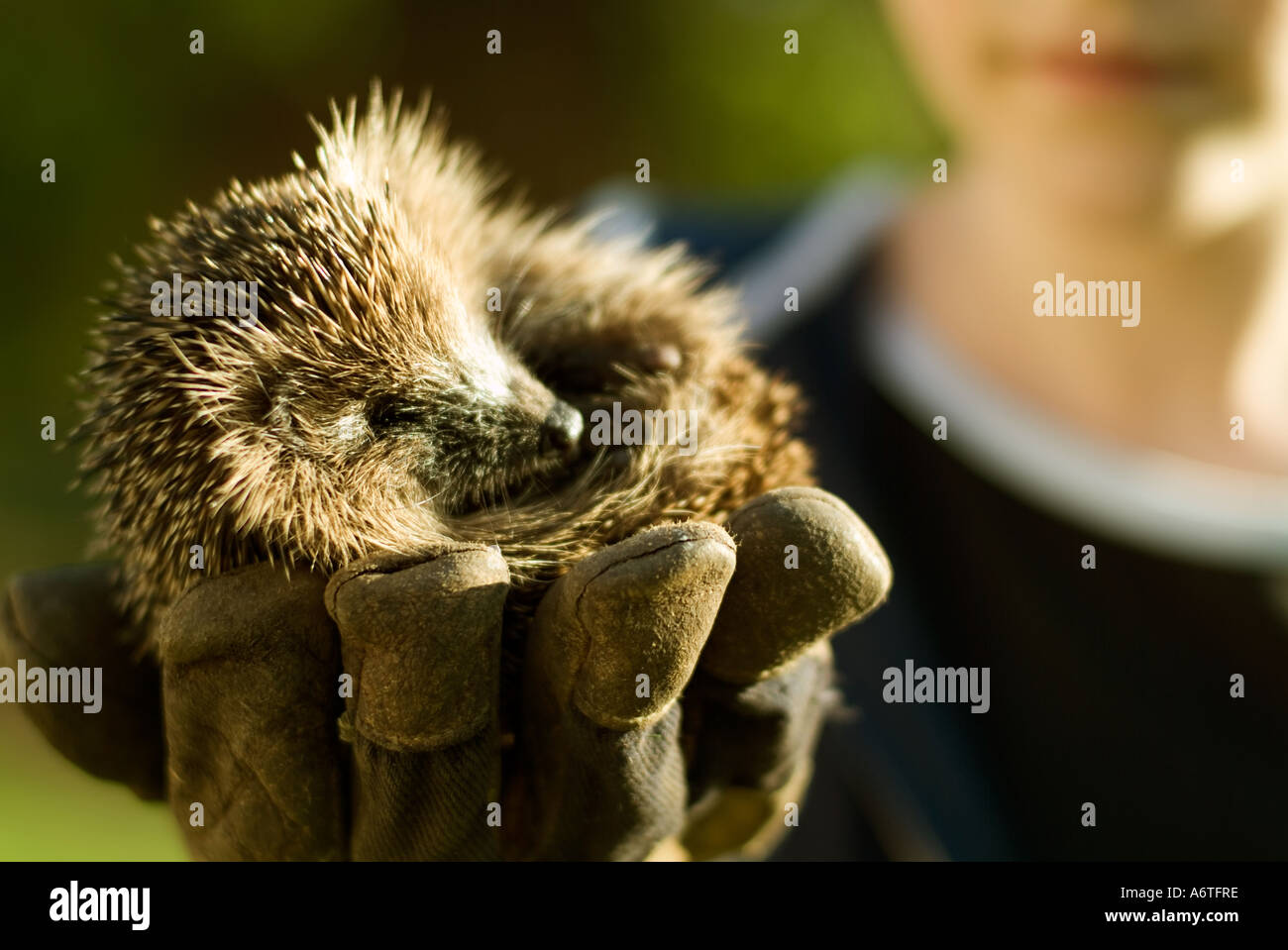 Gloved hand holding animal hi-res stock photography and images - Alamy