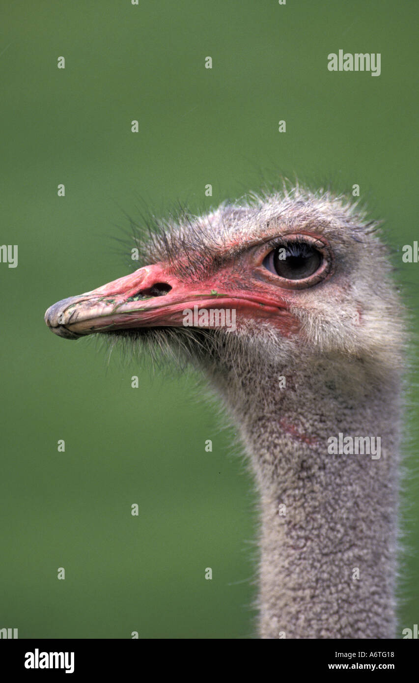 Africa, South Africa Rhea (Rhea americana Stock Photo - Alamy