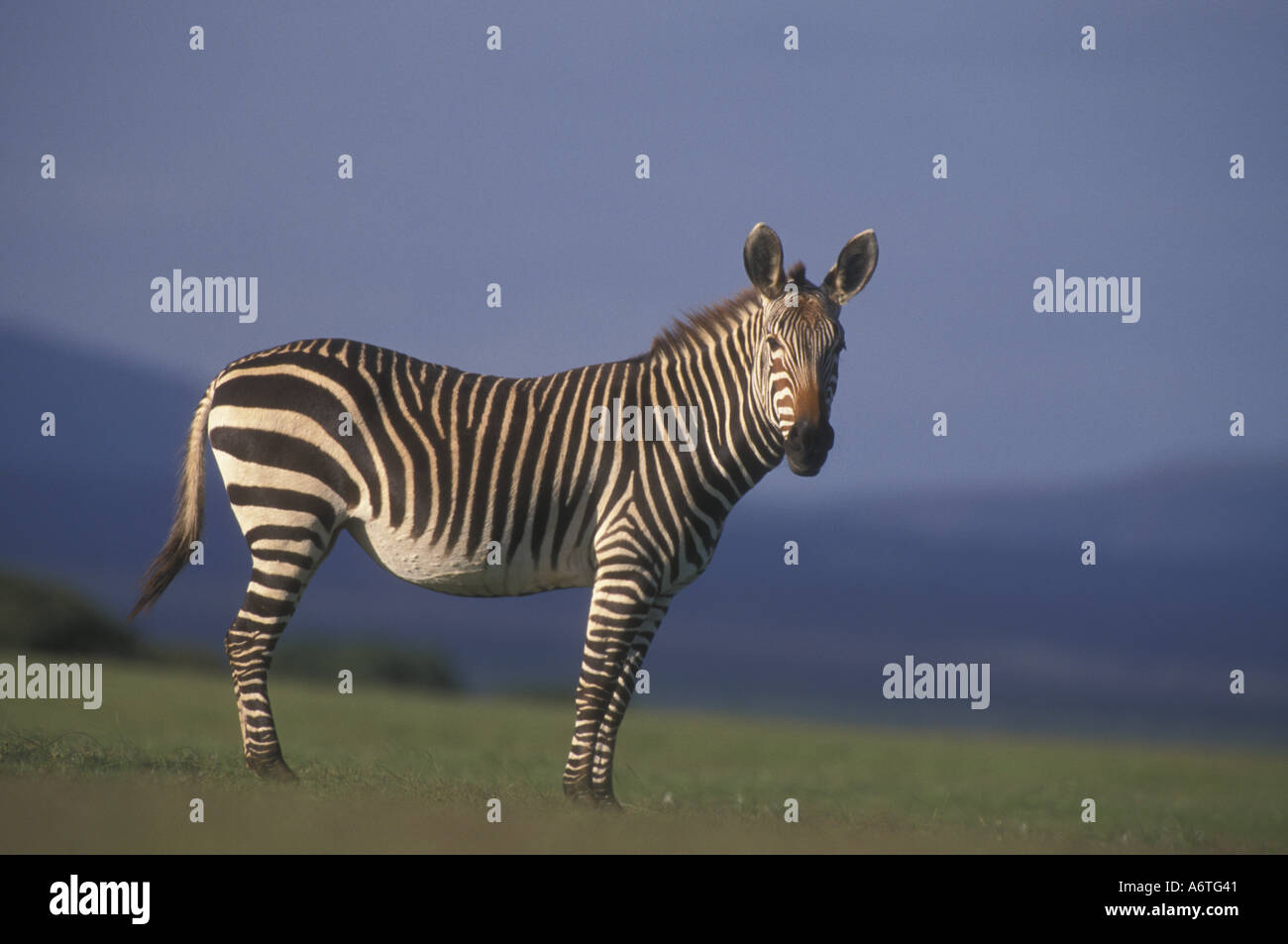 Cape Mountain Zebra (Equus zebra) rare species, Demond Nature Reserve ...