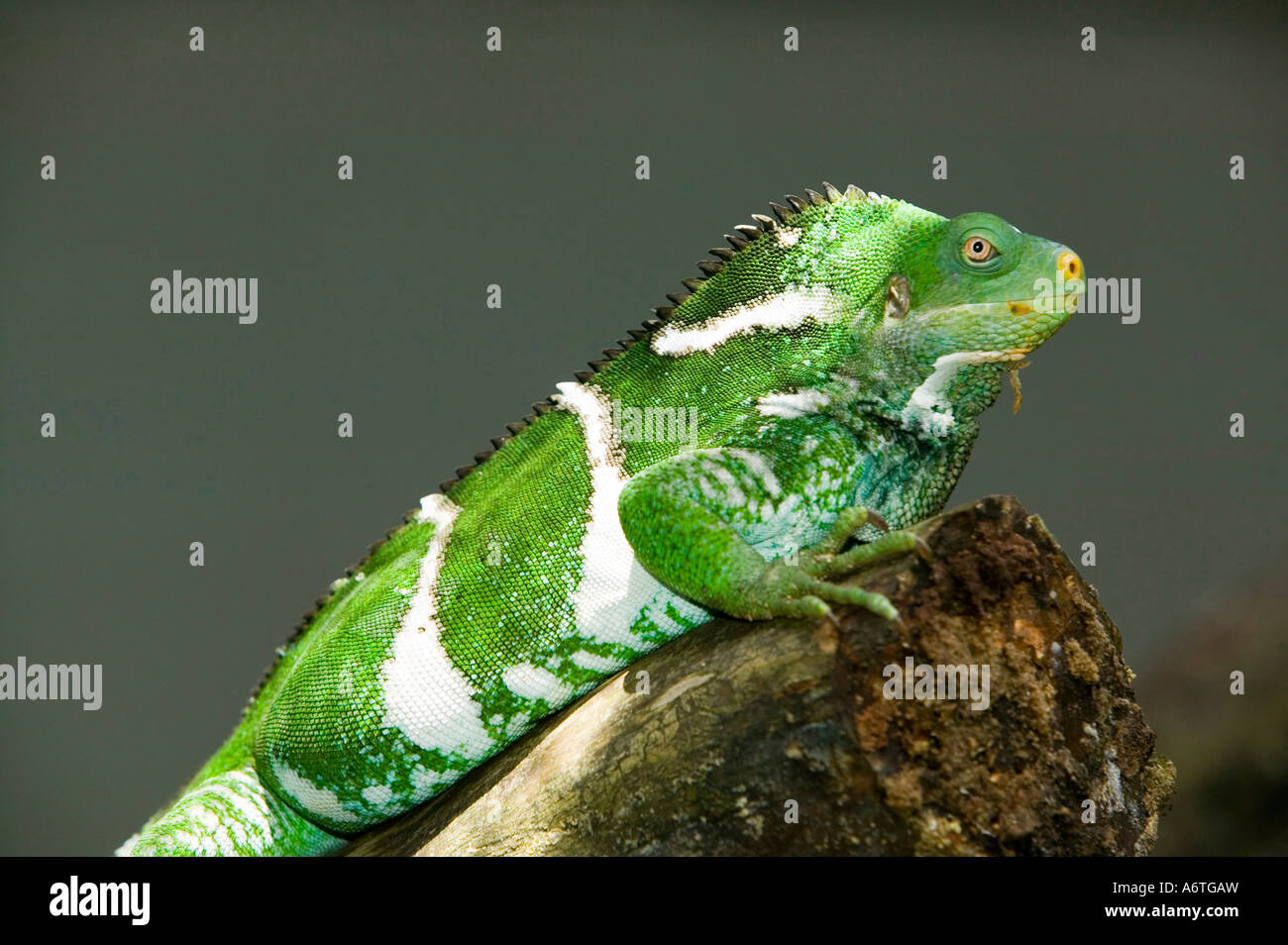 A Fiji Banded Iguana Stock Photo - Alamy