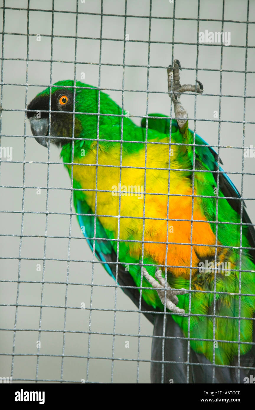 A Fijian parrot Stock Photo - Alamy