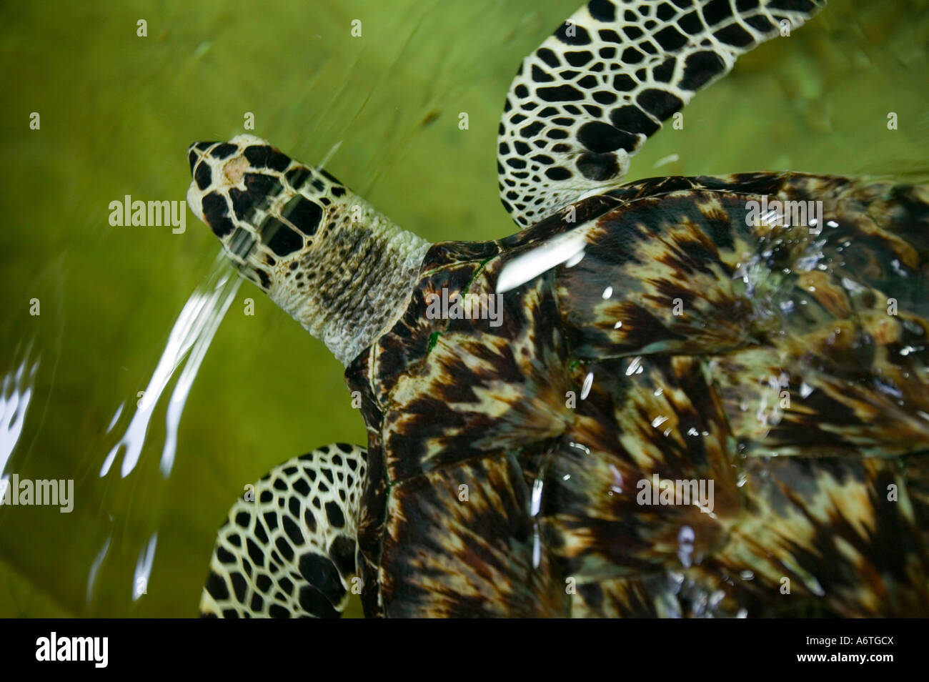A Hawksbill Turtle on Fiji Stock Photo - Alamy