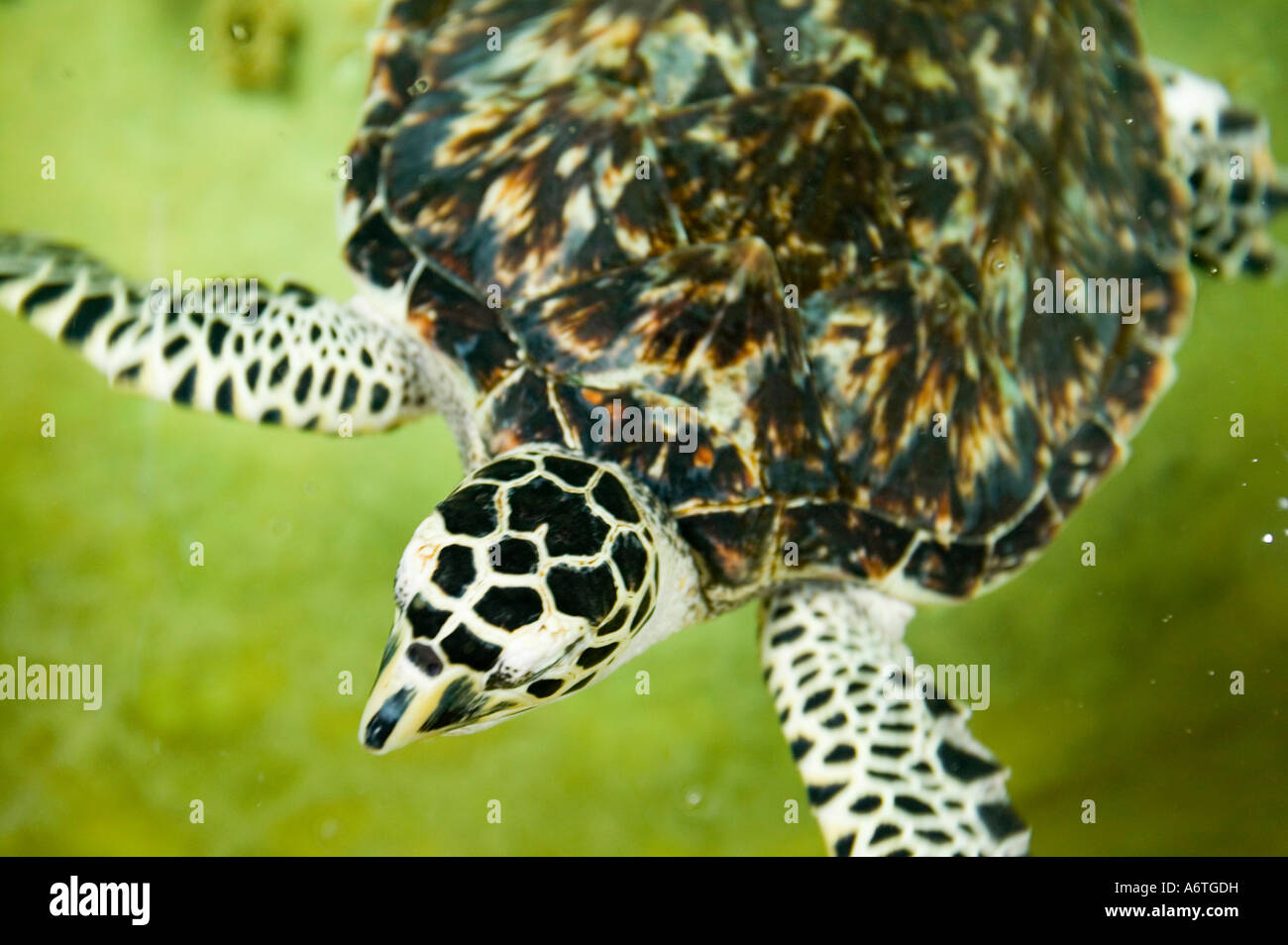 A Hawksbill Turtle on Fiji Stock Photo - Alamy
