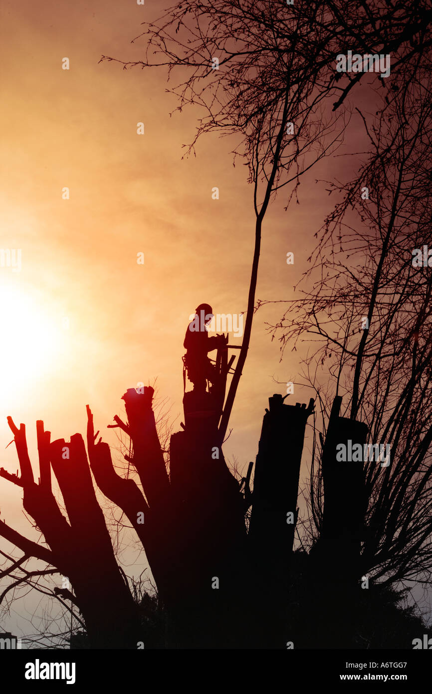 Tree surgeon working with the sun setting behind him Stock Photo - Alamy