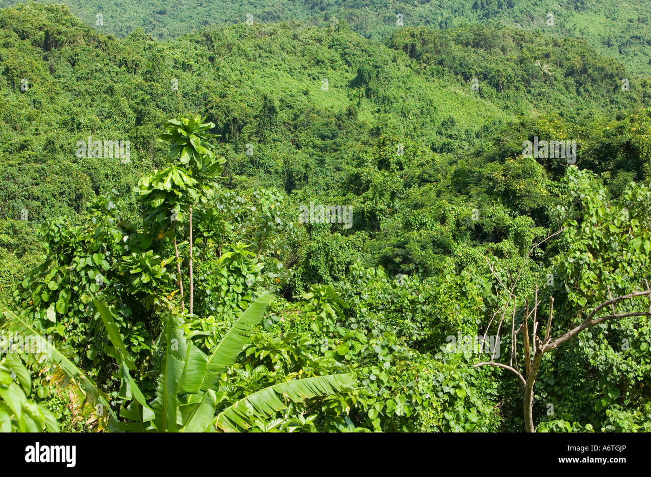 A banana tree growing in tropical forest on Fiji Stock Photo - Alamy