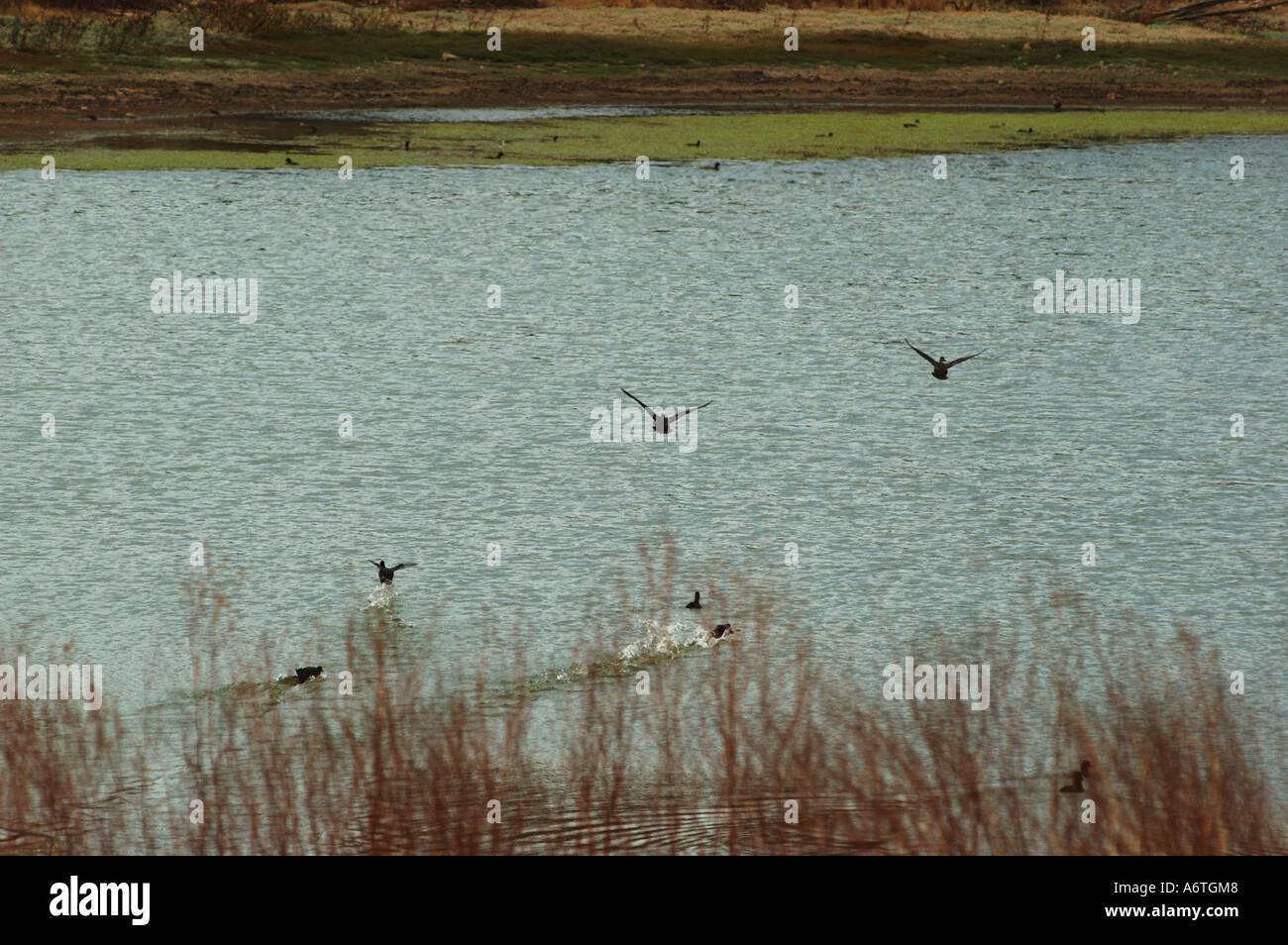 flock of small native black ducks take off from a dam Central ...