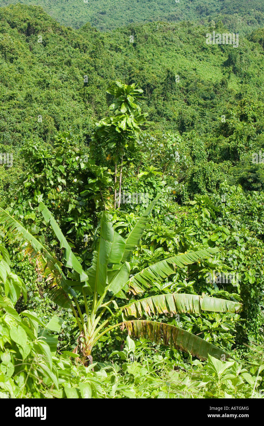 A banana tree growing in tropical forest on Fiji Stock Photo - Alamy
