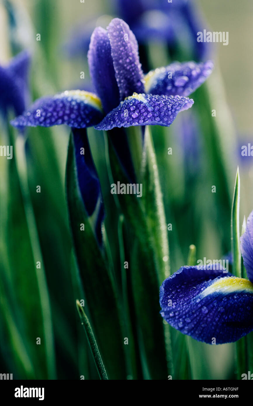 Group of iris flowers hi-res stock photography and images - Alamy