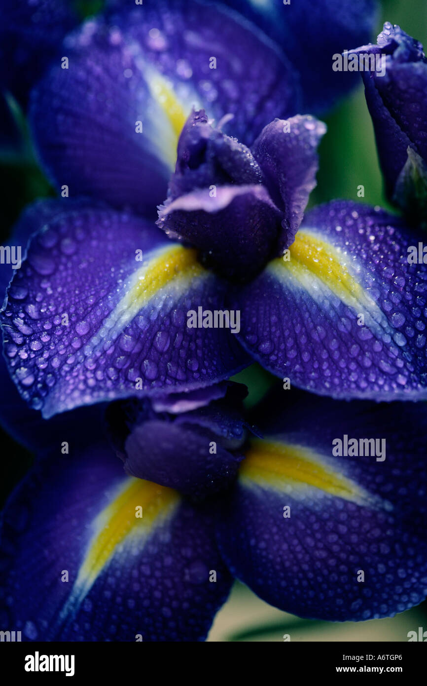 Cluster of iris flowers hi-res stock photography and images - Alamy
