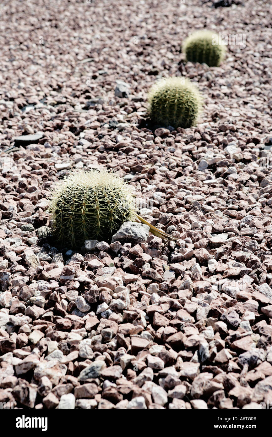 Cacti growing in pebbles Stock Photo - Alamy