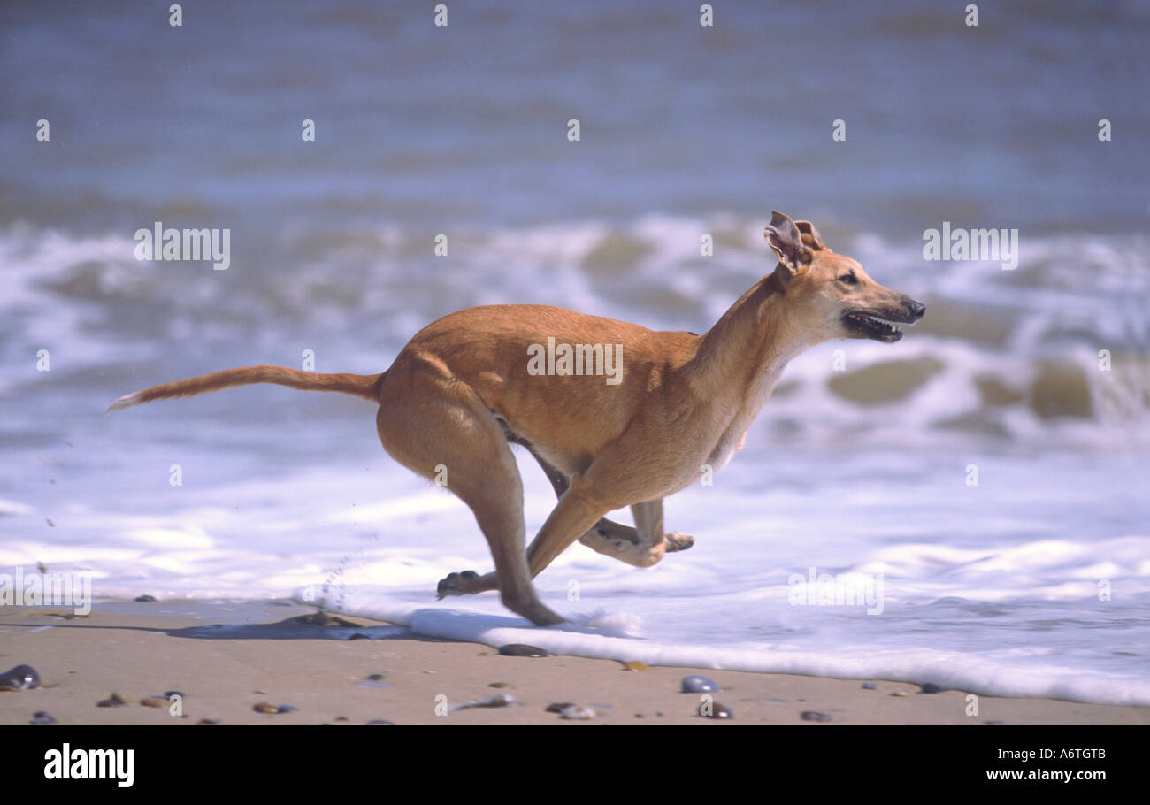 Greyhound Dog Running in Sea Surf Stock Photo - Alamy