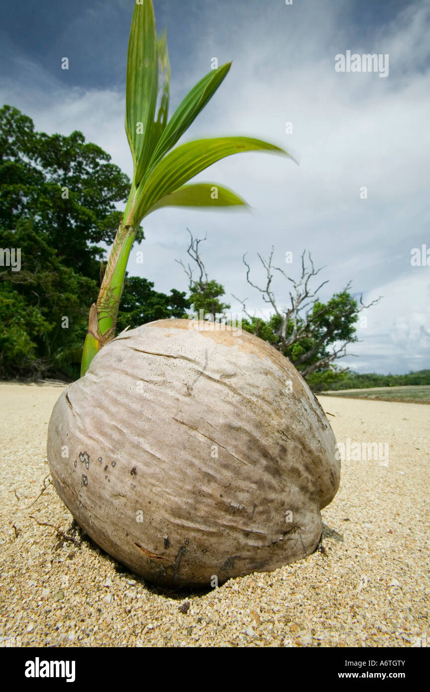 Coconut palm beach sapling hi-res stock photography and images - Alamy