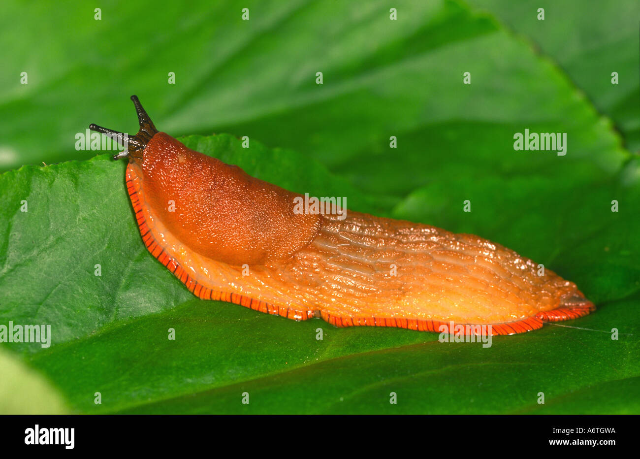 European Black Slug on Leaf Arion ater rufus UK Stock Photo - Alamy