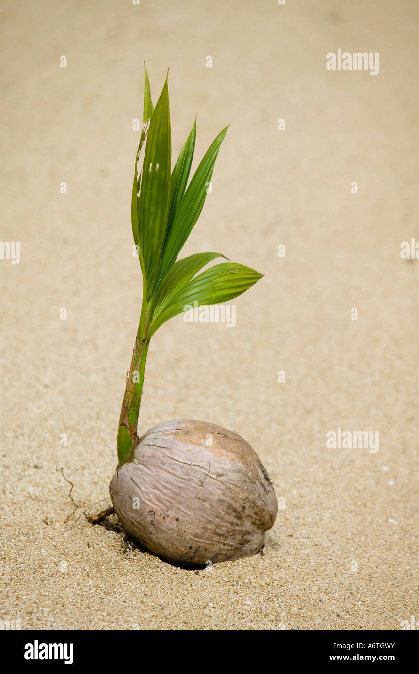 Coconut palm beach sapling hi-res stock photography and images - Alamy