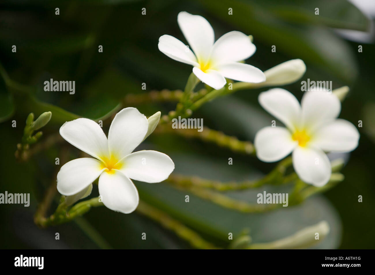 Frangipana flowers in Fiji Stock Photo - Alamy