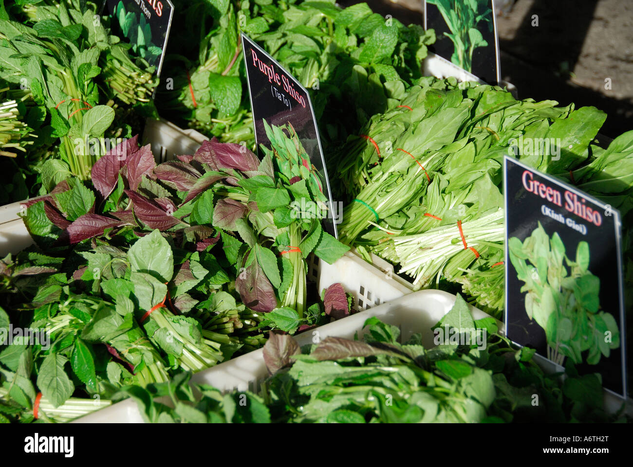 "Shiso, perilla and mint, "farmers market", California Stock Photo - Alamy