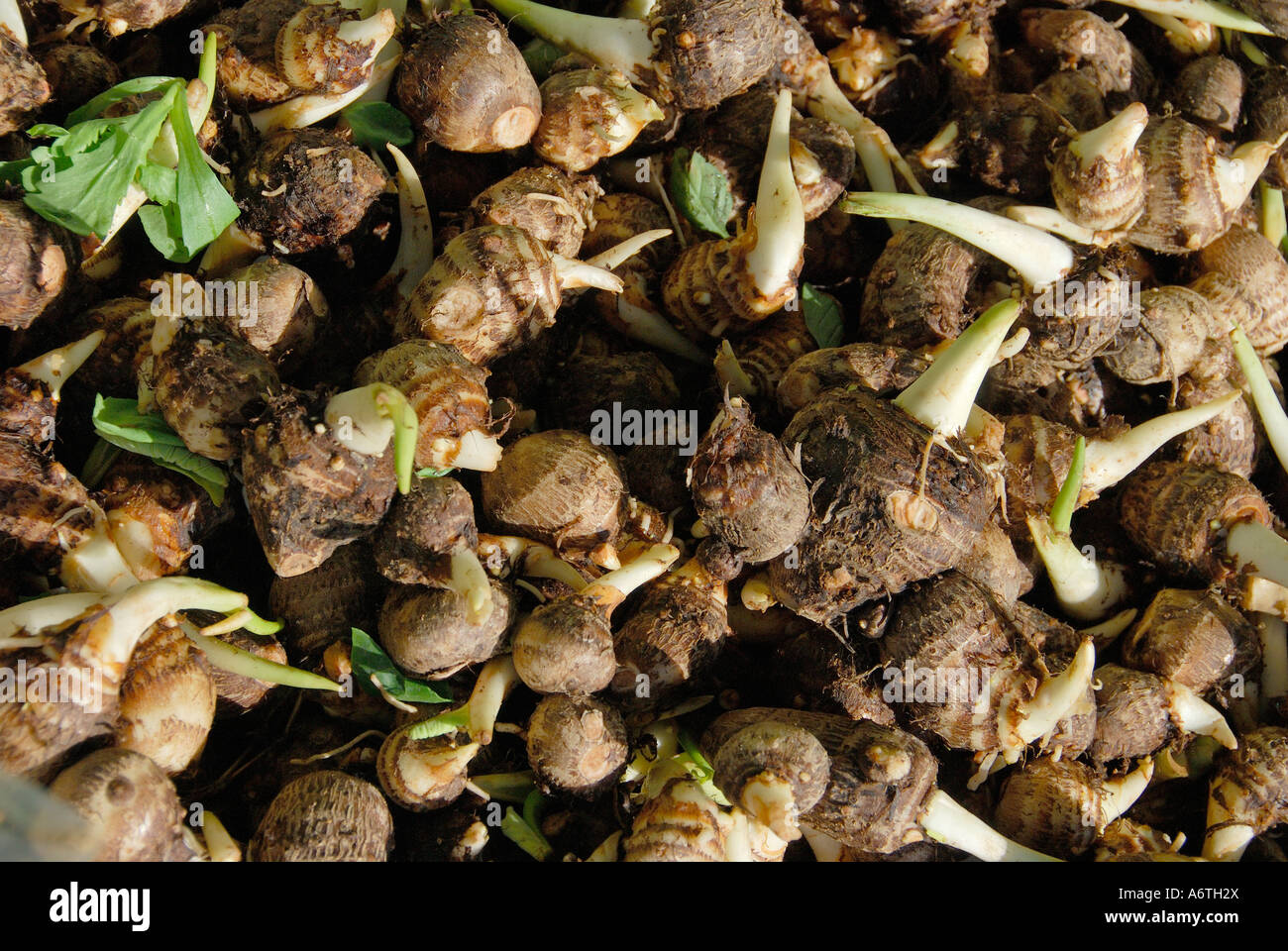 Taro root hi-res stock photography and images - Alamy