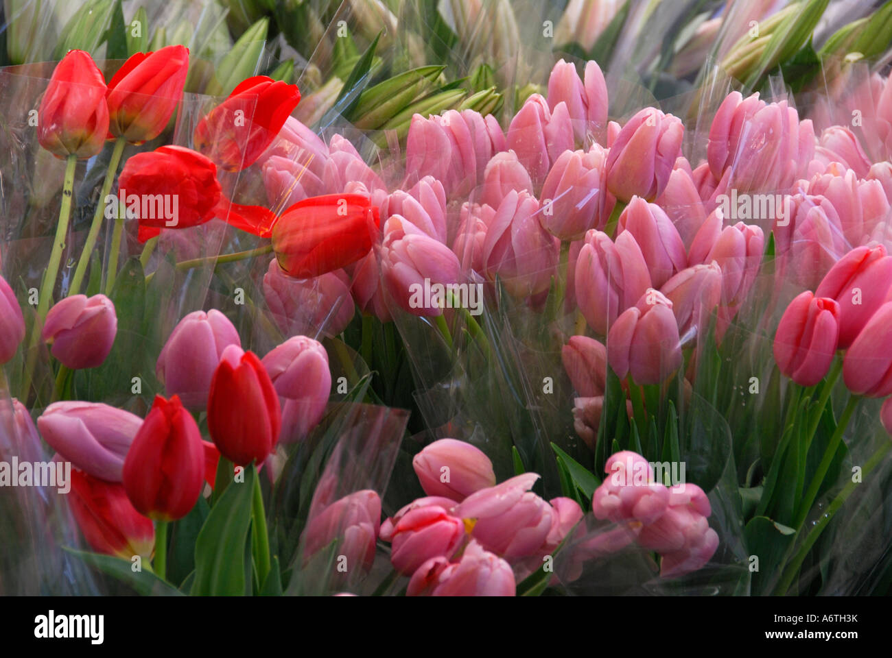 Multicolored plastic flower hi-res stock photography and images - Alamy