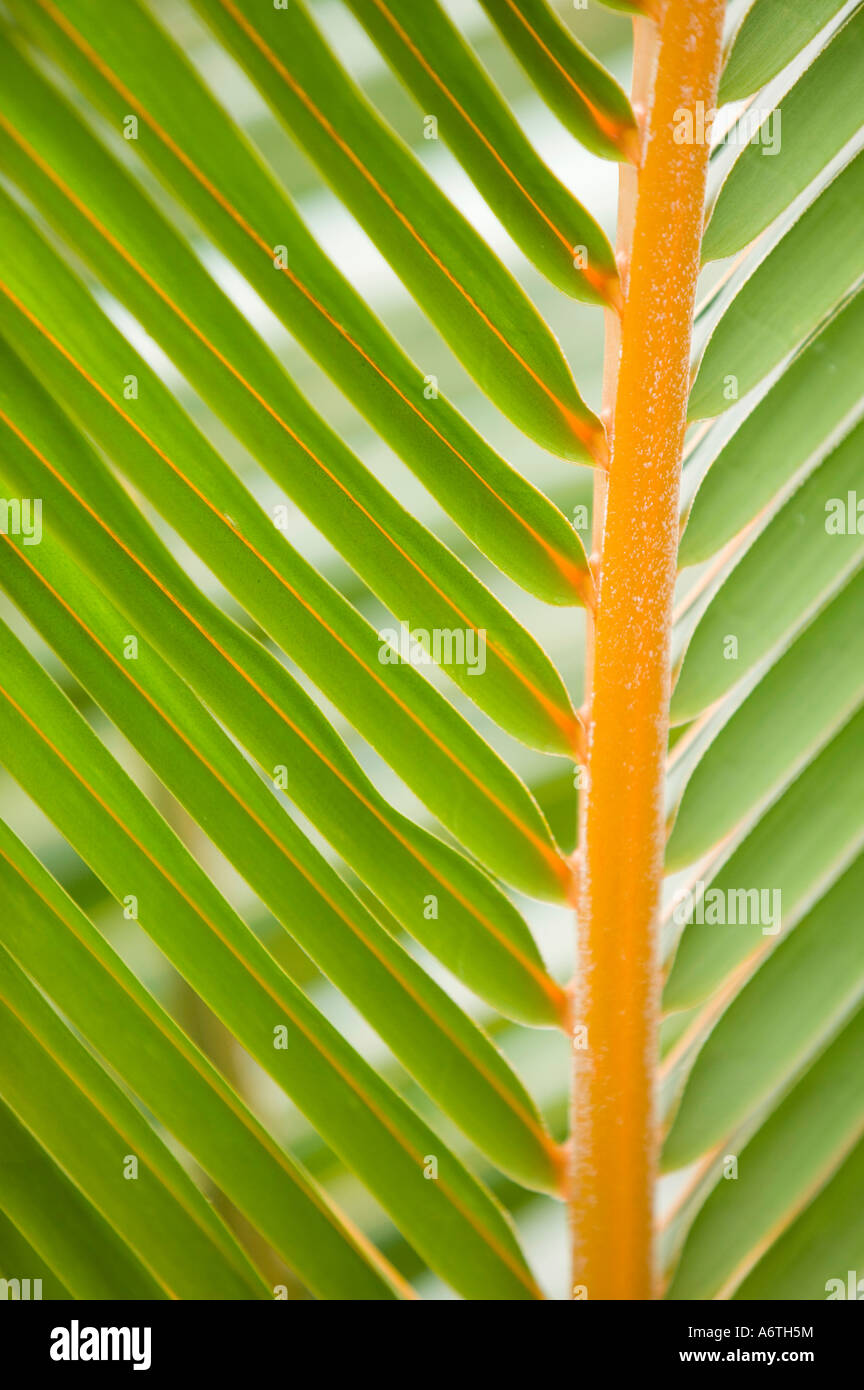 a coconut palm frond Stock Photo - Alamy