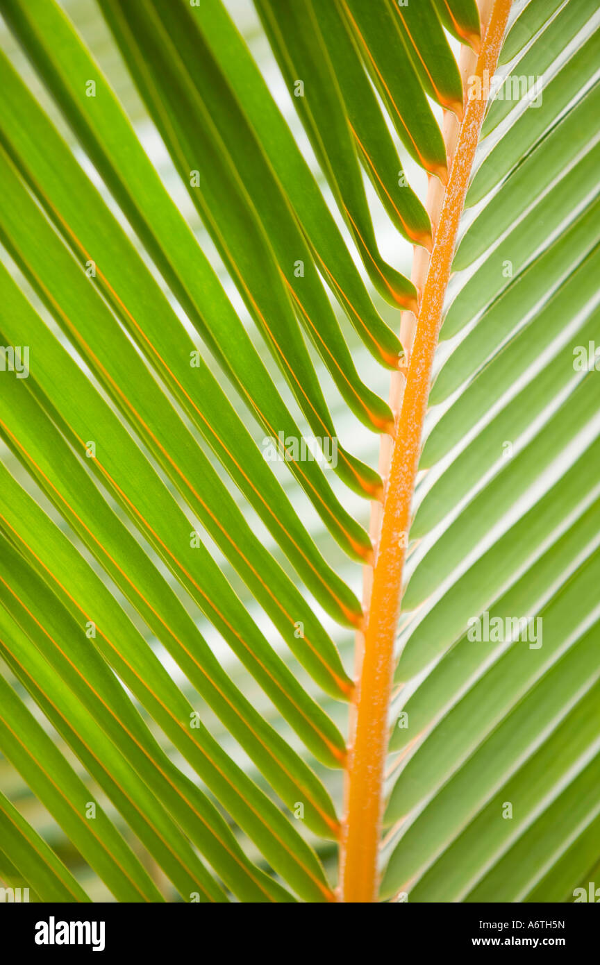 coconut palm frond on Fiji Stock Photo - Alamy