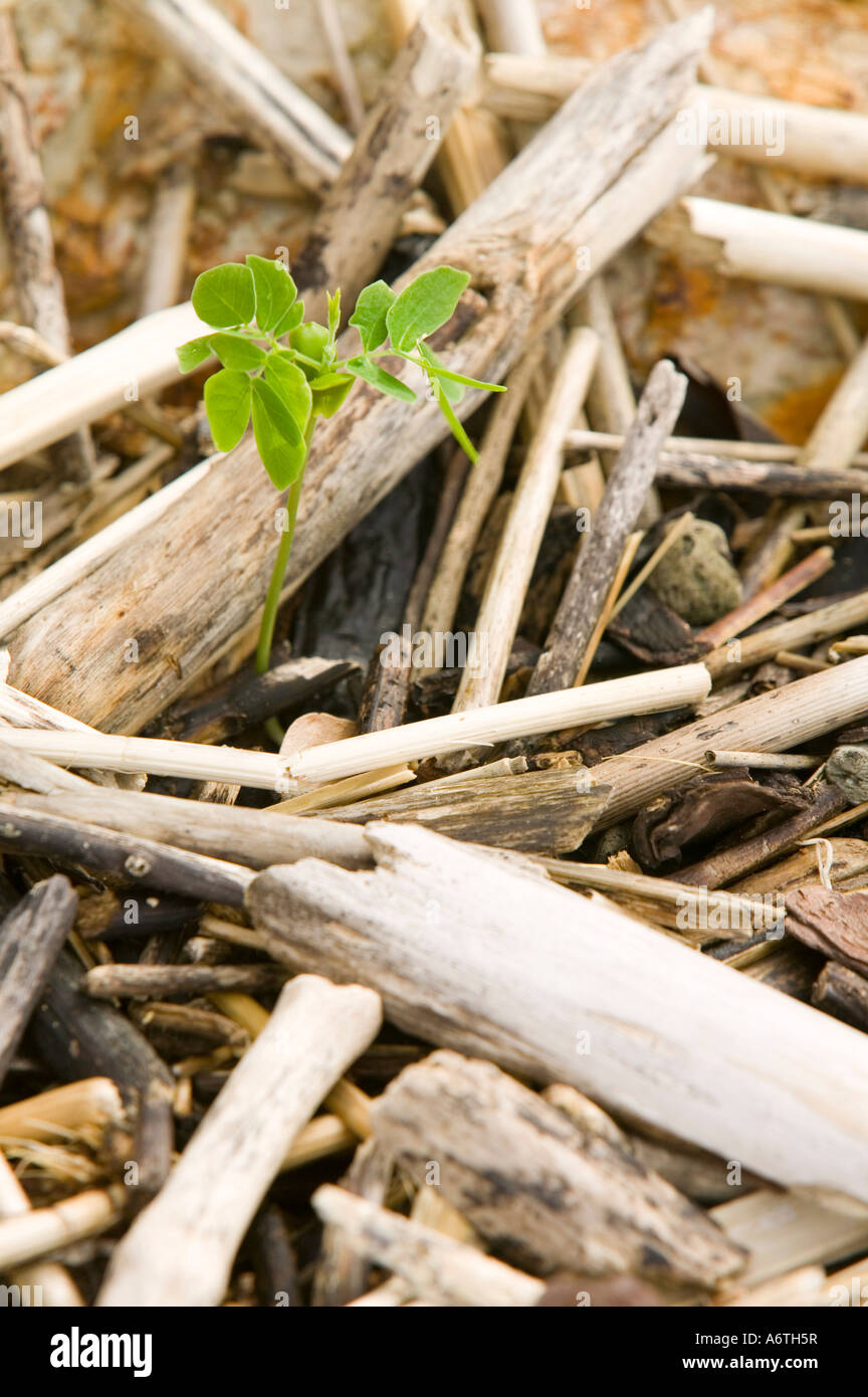 driftwood and sapling on a tropical beach in Fiji Stock Photo - Alamy