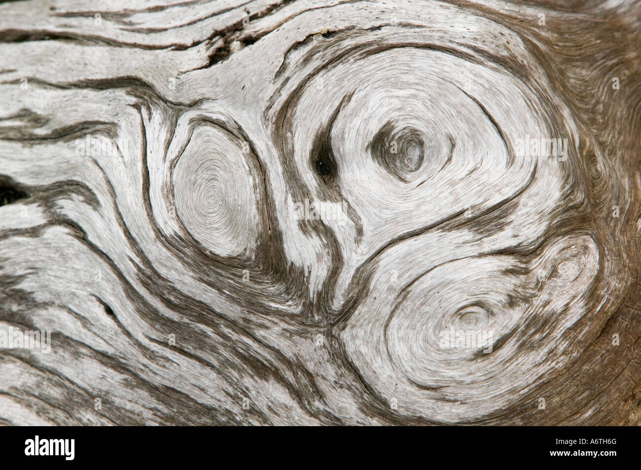 patterns in a fallen dead tree Stock Photo - Alamy