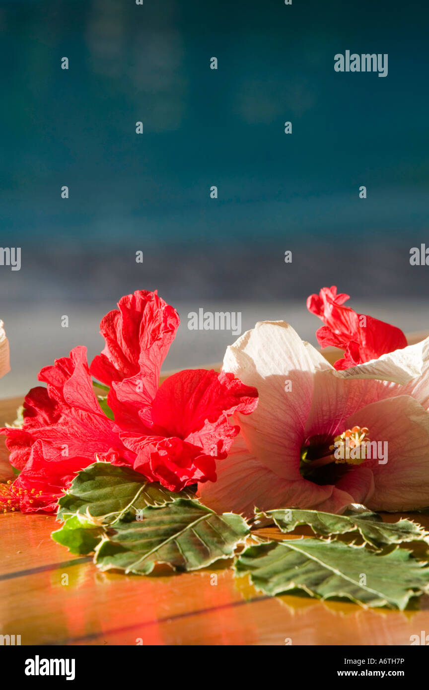 tropical hibiscus flowers on the reception desk at Walu Beach resort ...