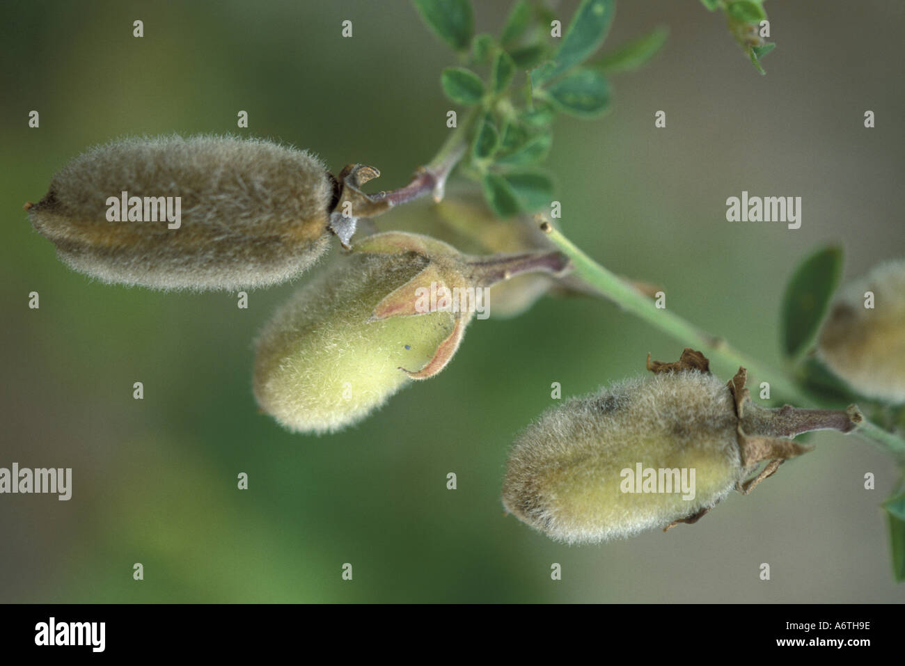 Africa, Tanzania, Gombe National Park Mgalula pod (Crotalaria ...
