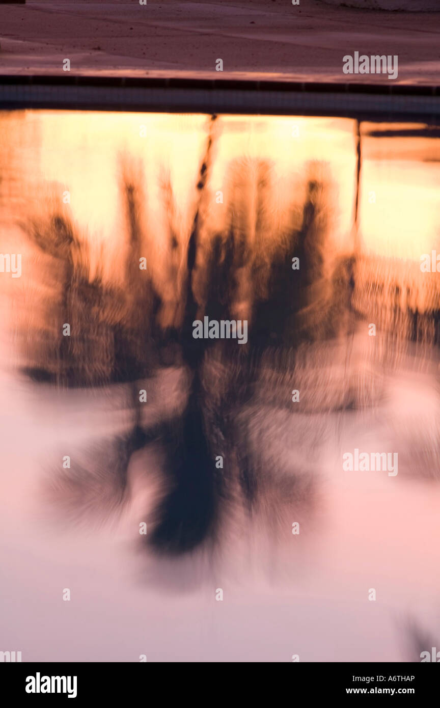 Palm tree reflected in the swimming pool of Walu Beach resort on Malolo ...
