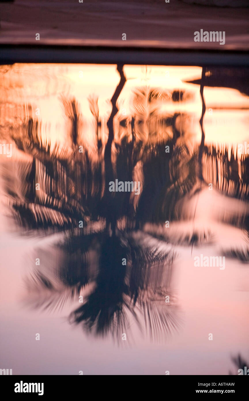 Palm tree reflected in the swimming pool of Walu Beach resort on Malolo ...