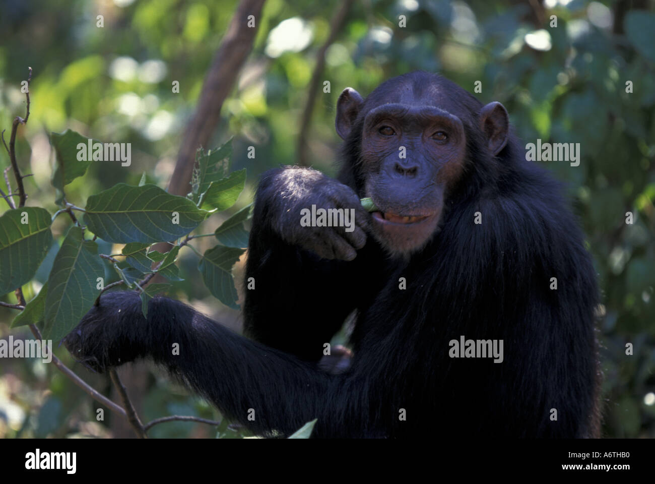 Africa, East Africa, Tanzania, Gombe National Park, Chimpanzee female ...