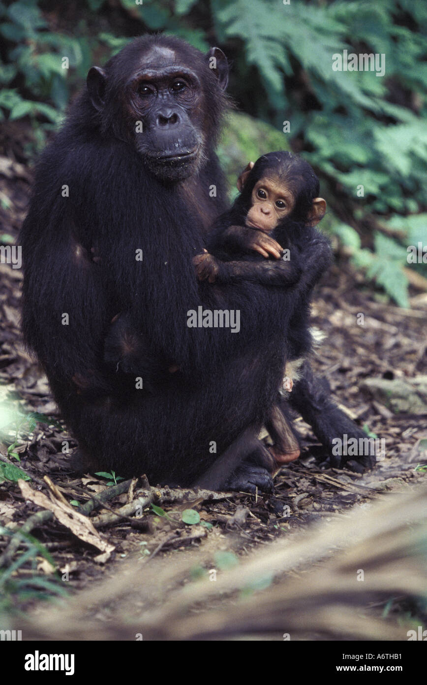 Jane goodall chimpanzee gombe hi-res stock photography and images - Alamy