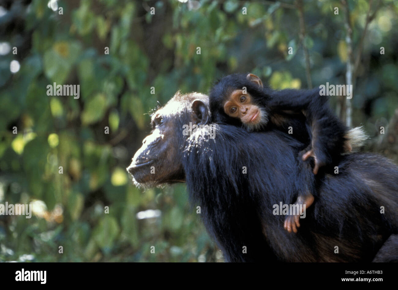 Baby chimp on back hi-res stock photography and images - Alamy