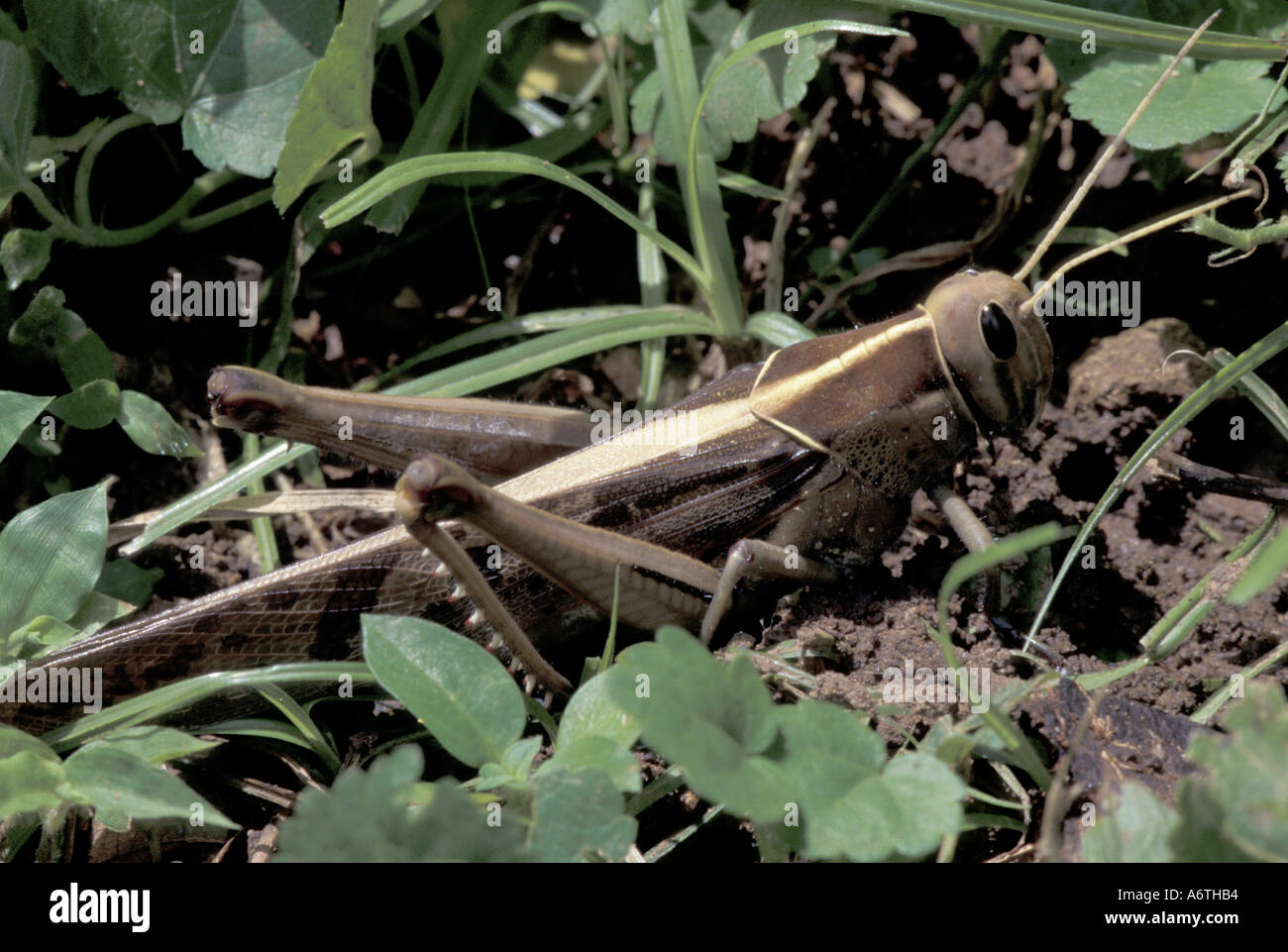 Np grasshopper hi-res stock photography and images - Alamy