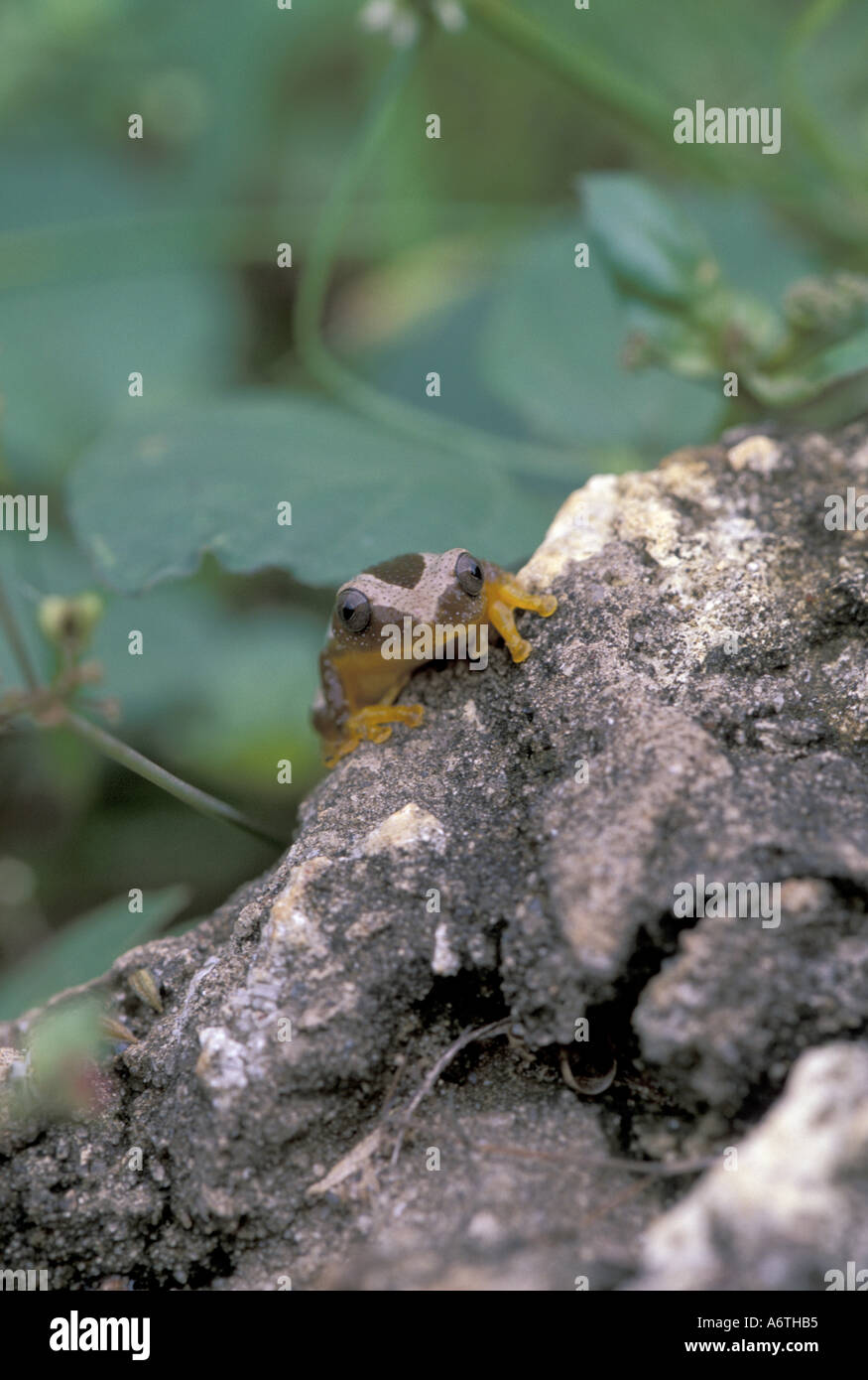Africa, Tanzania, Dar es Salaam Tree frog (species unknown Stock Photo ...