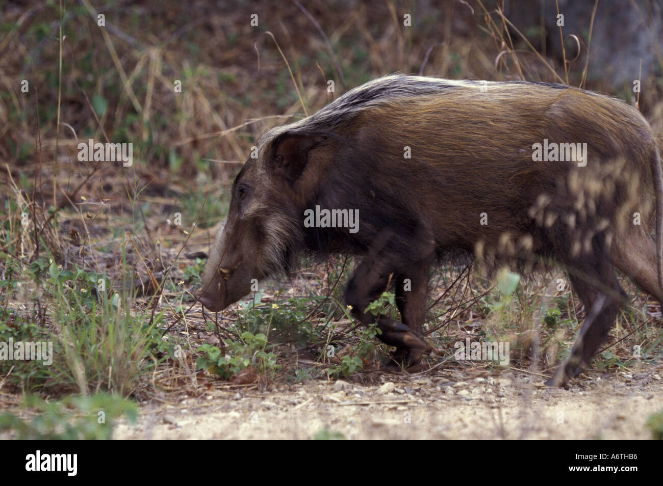 Potamocherus porcus hi-res stock photography and images - Alamy