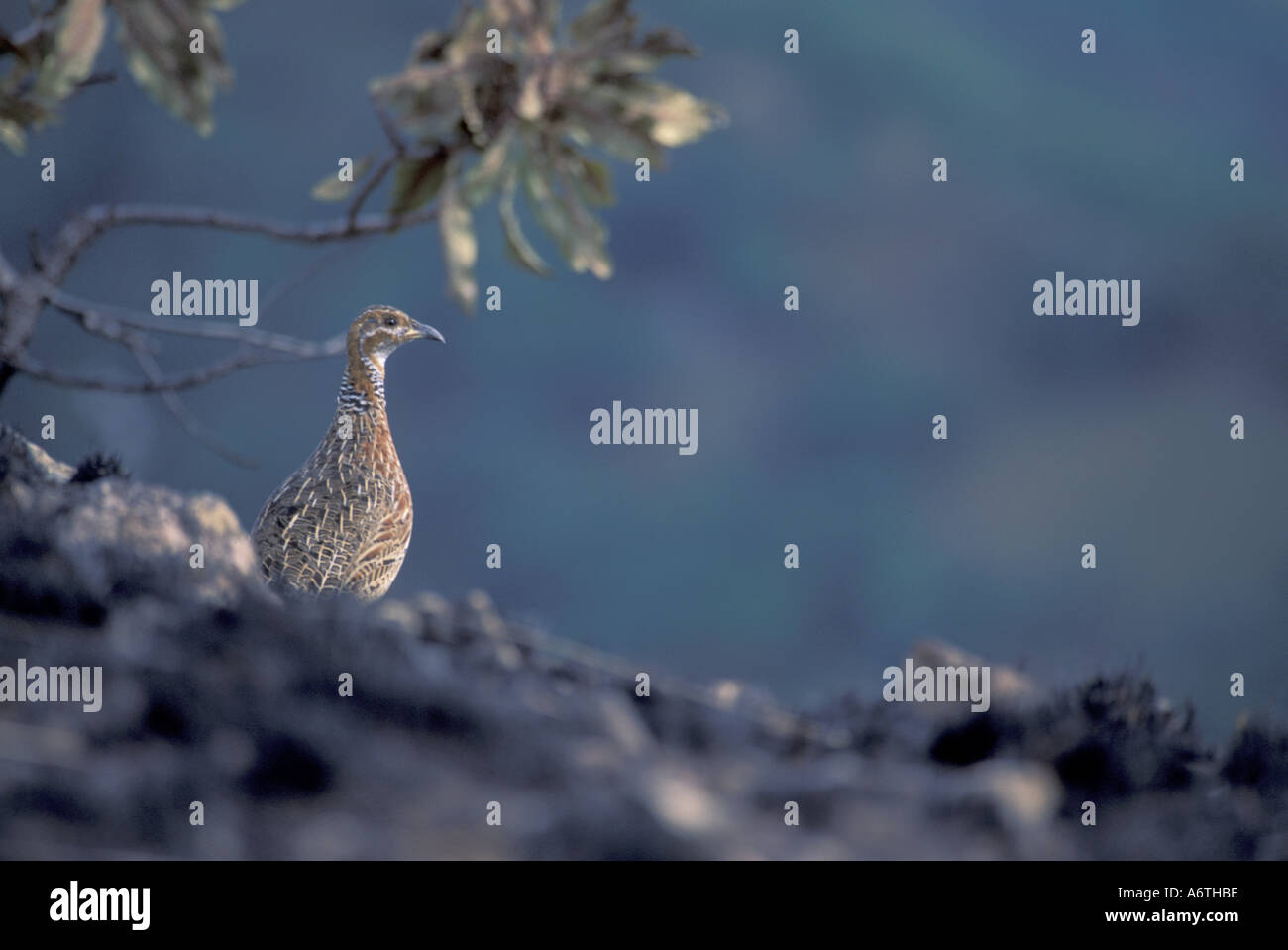 Red winged francolin hi-res stock photography and images - Alamy