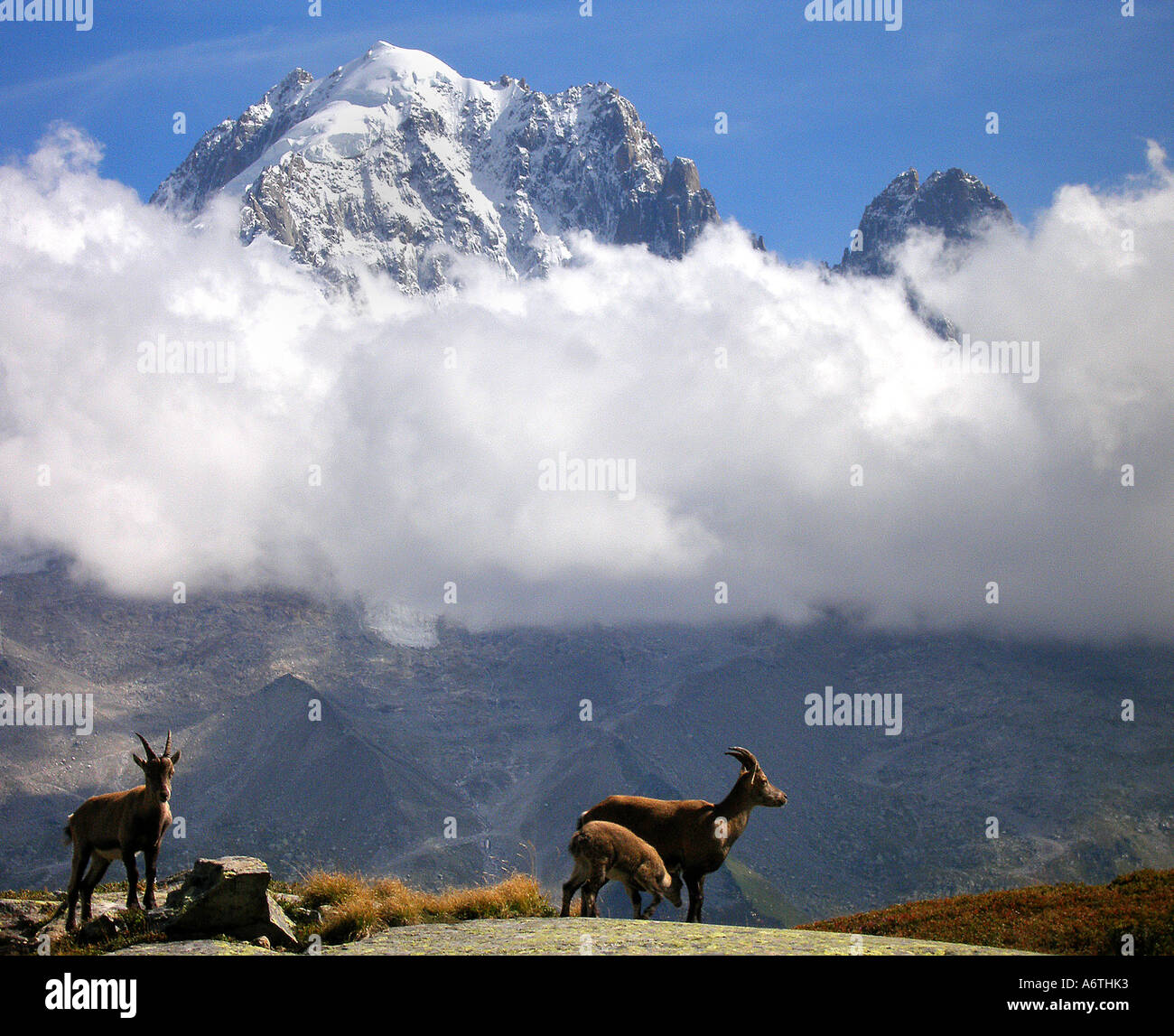 Rock Goats Capra ibex Aiguilles Rouges natural park Massif of Mont ...