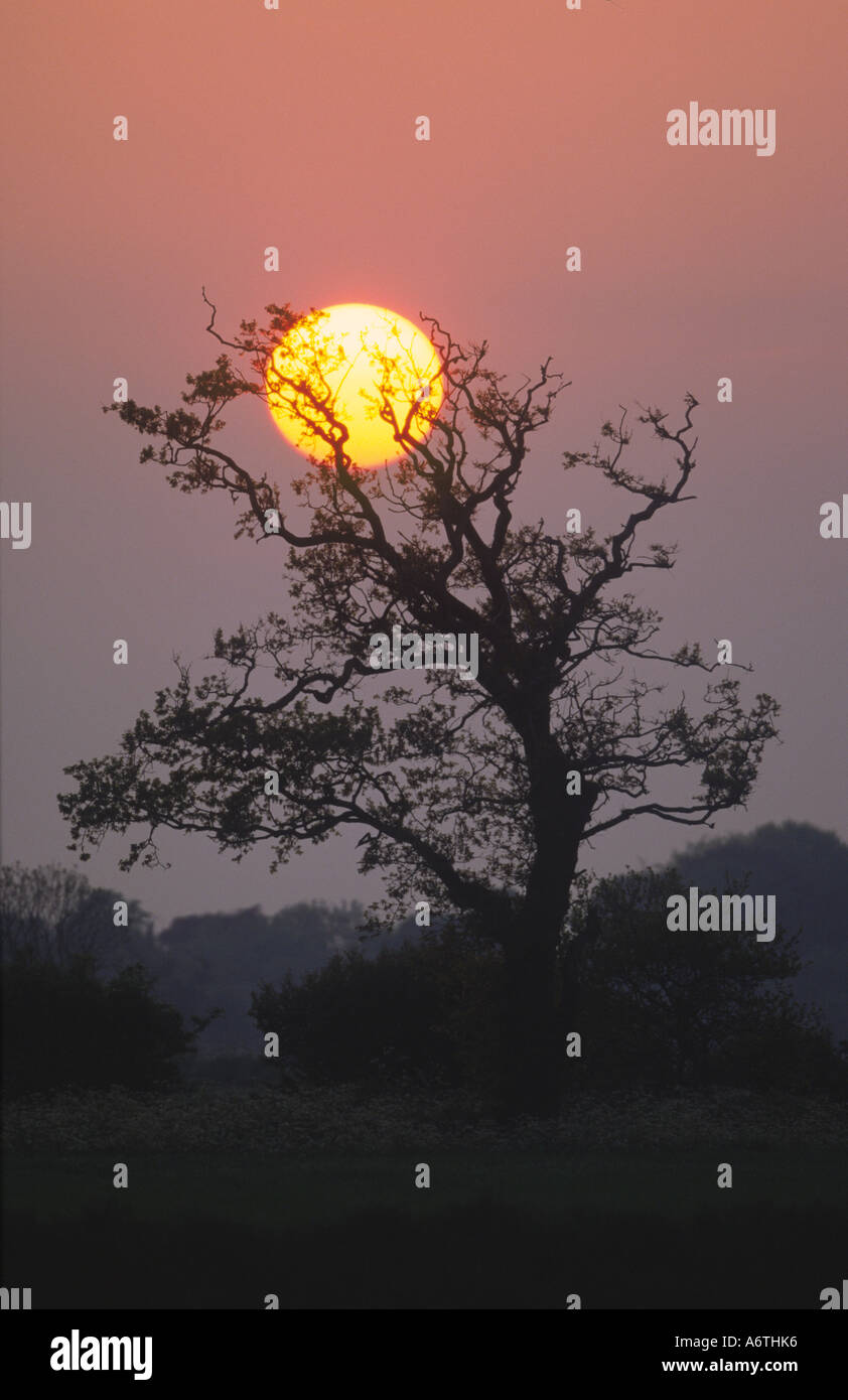 Sunset Through Tree Branches in Norfolk UK Stock Photo - Alamy